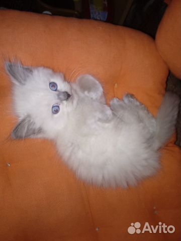 Продаются котята Невские Маскарадные