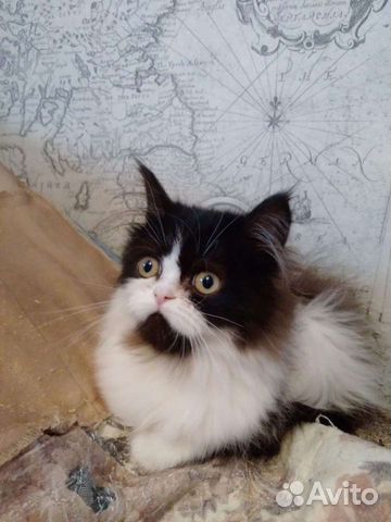 Персидский котёнок
