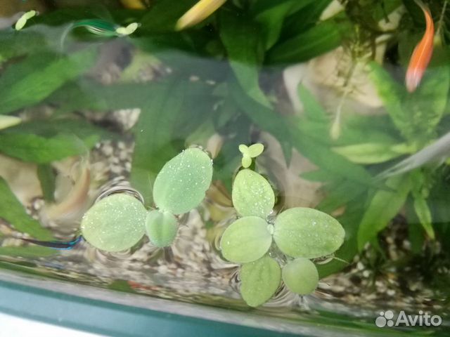 Аквариумное растение Пистия