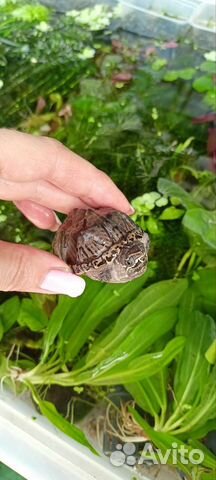 Мускусная черепаха