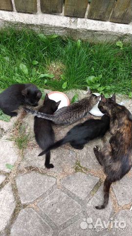 Котята в добрые руки бесплатно