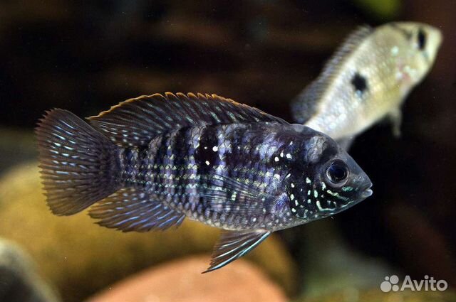 Цихлида Акара голубая пятнистая