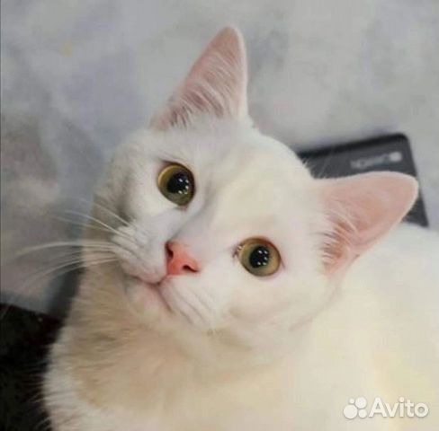 Котёнок Томас бесплатно