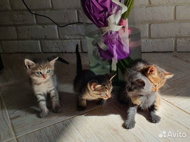Котята в добрые руки