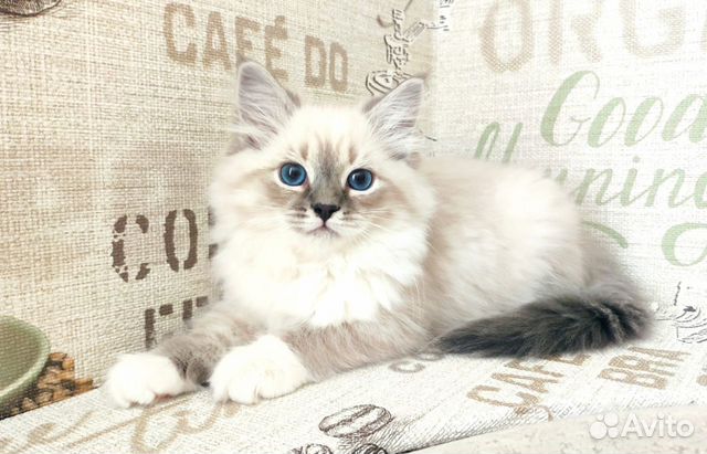 Котята шоу-класса