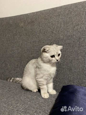Шотландский котенок