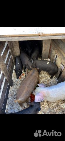 Свиньи, дюрок, ландрас, вьетнамские