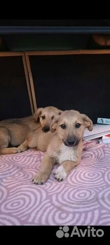 Щенки мальчики 3,5 месяцев привиты