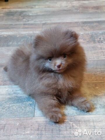 Щенки померанского шпица
