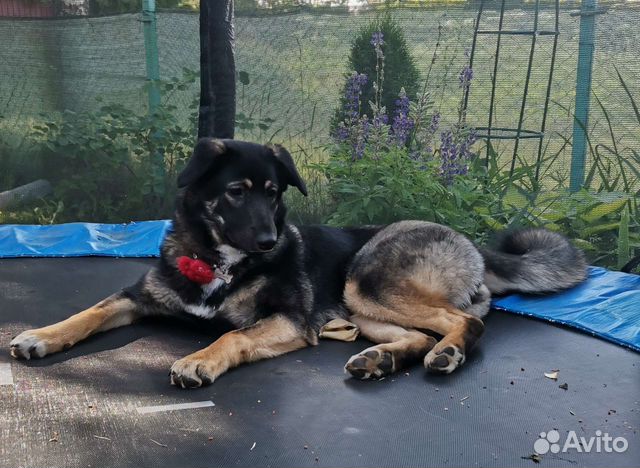 Собака компаньон ищет семью