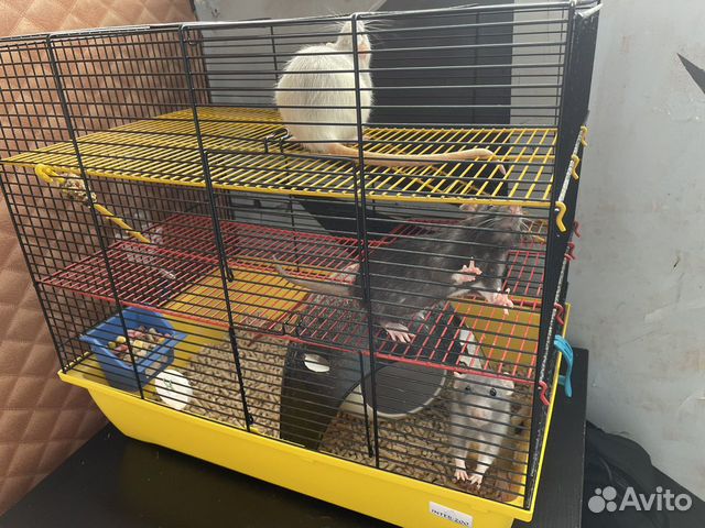 Крыса дамбо с клеткой