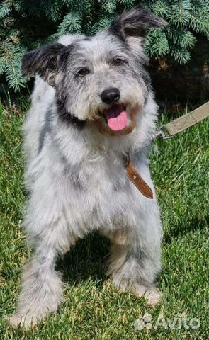 Собака улыбака