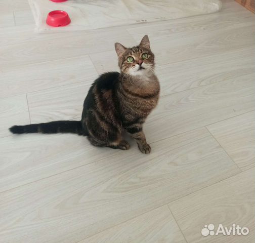 Котёнок-подросток в добрые руки