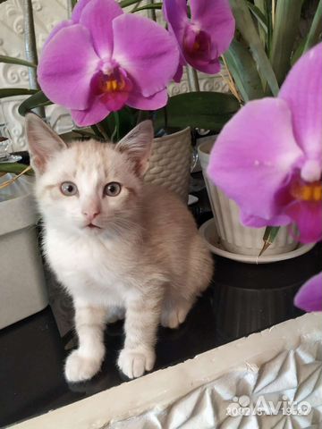 Голубоглазый котик