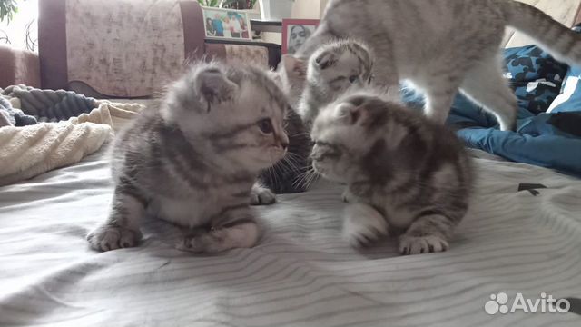 Шотландские котята