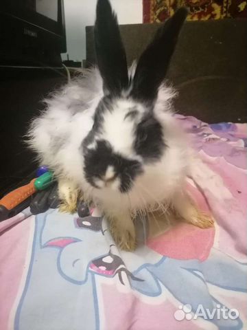 Декоративные кролики