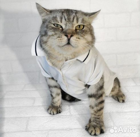 Шотландский прямоухий кот в дар