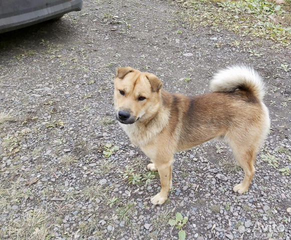 Рыжик ищет дом