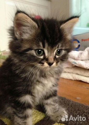 Котенок сибирской породы