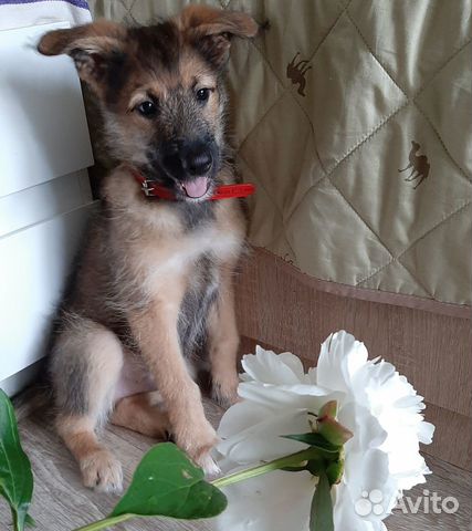 Щенок в добрые руки