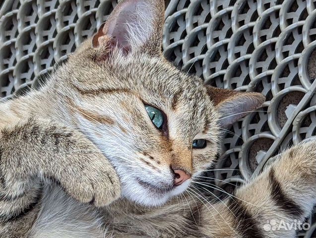 Кошка Синеглазка