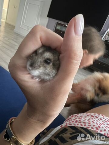 Джунгарский хомяк