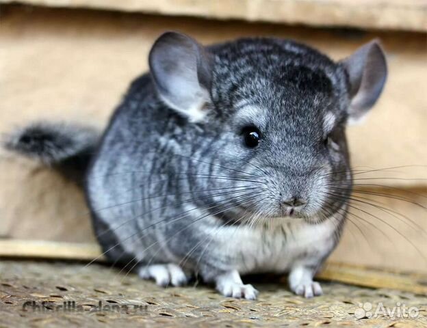 Серебристая шиншилла вязка