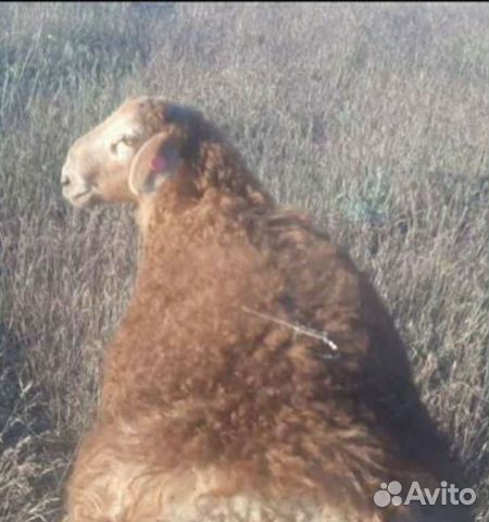 Продажа ягнят