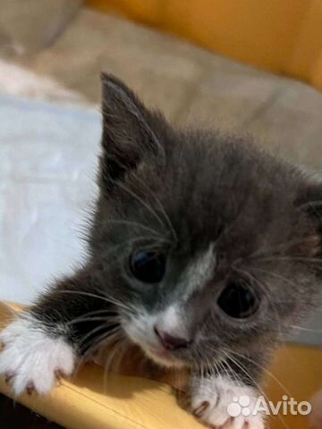 Отдам добрых чудесных котят