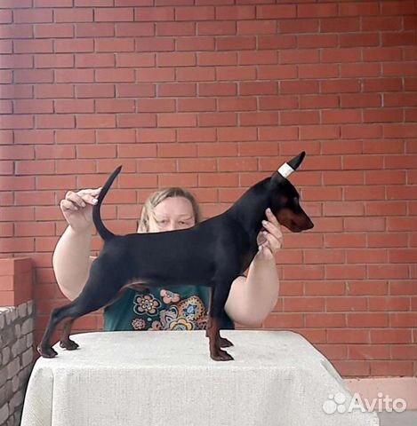 Цвергпинчер