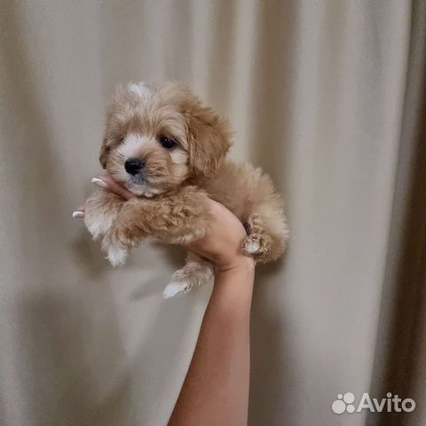 Мальтипу мини