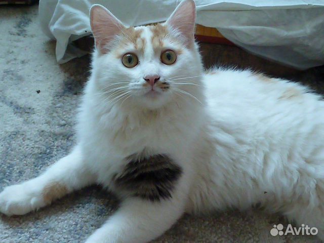 Кошечка тоехцветная