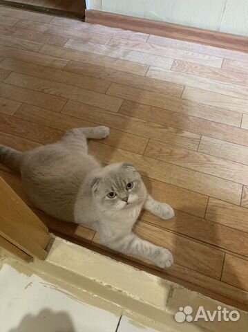 Шотландский кот вязка