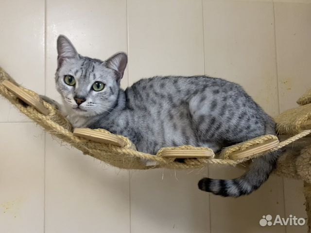 Египетская мау котята для Вас