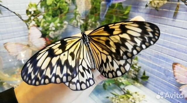 Живые тропические бабочки