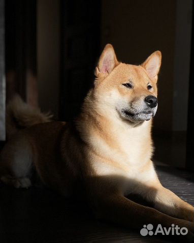 Вязка Сиба-Ину