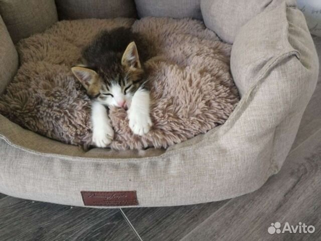 Котёнок - полосатик (1.5 мес.)