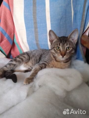 Котик Марсэль