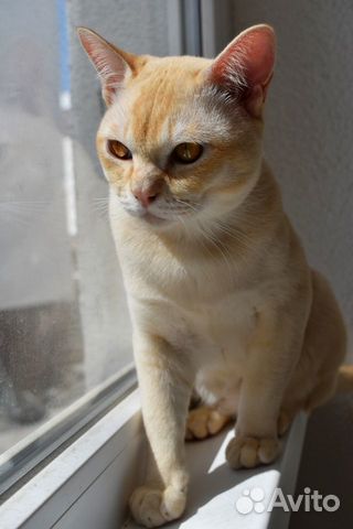 Бурманский кот