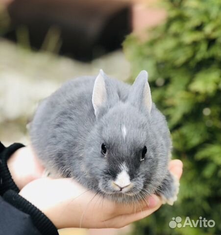 Кролик карликовый голубой