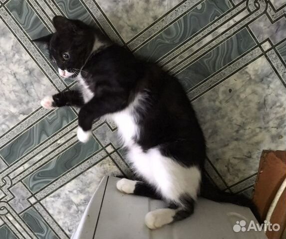 Котенок девочка невероятная малышка