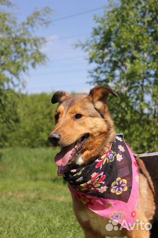 Прекратите одиночество собаки в приюте