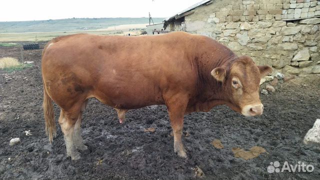 Продается Бык лимузин