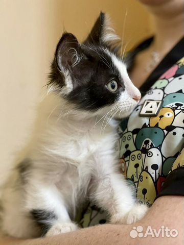 Котенок в дар бесплатно