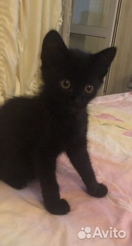 Котенок