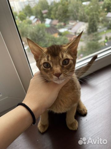 Абиссинские котята