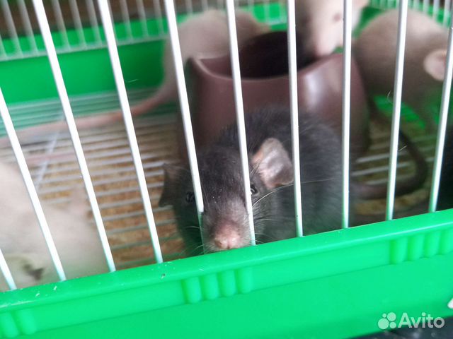 Крыса дамбо