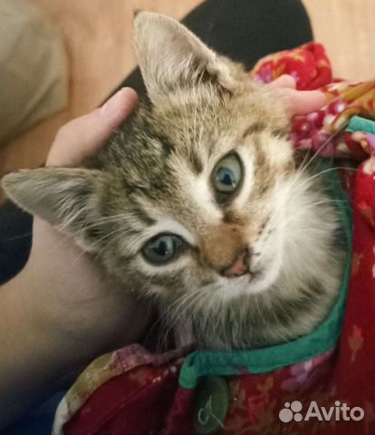 Котенок в добрые руки