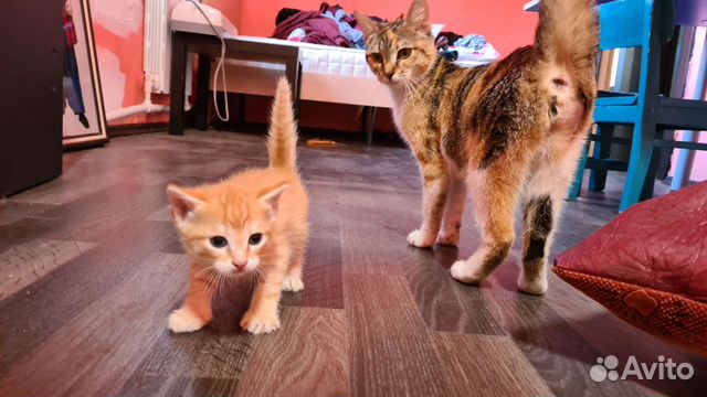 2 прекрасных котёнка