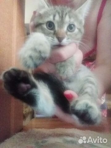 Кошки в добрые руки породистые